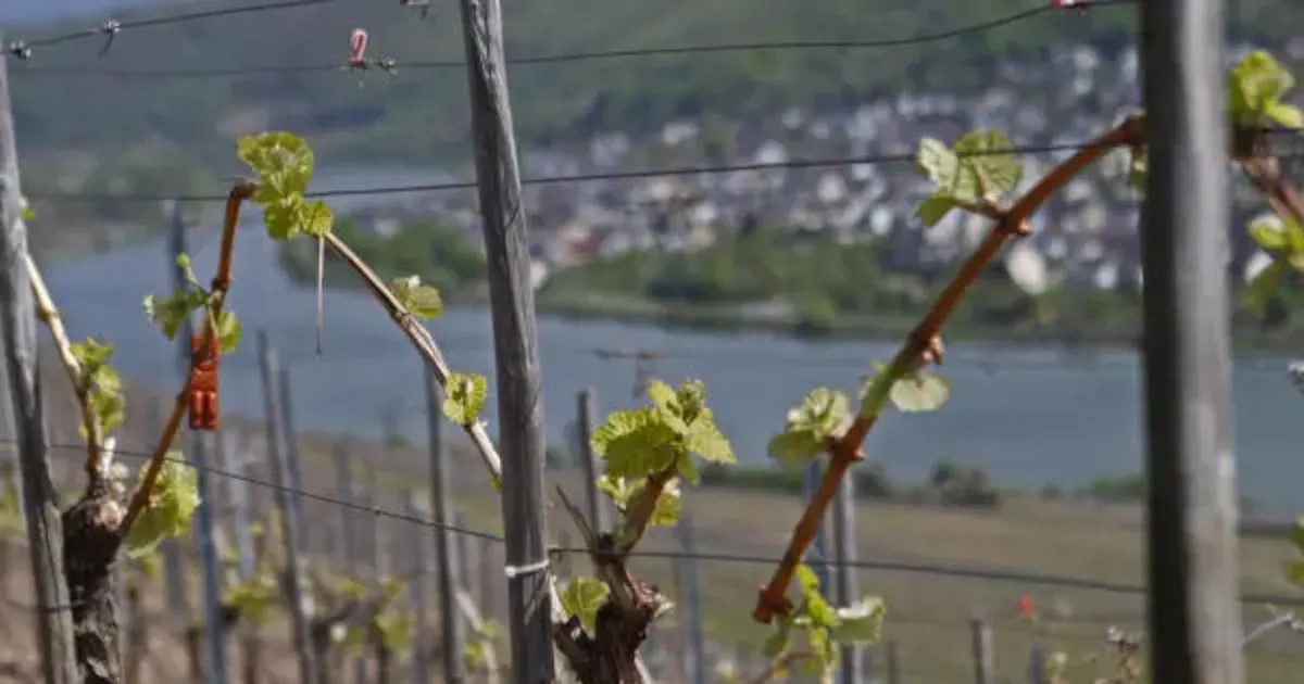 Rekord: Reben in den Wingerten von Mosel und Rhein treiben bereits aus ...