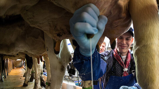 Tempo und Technik: Deutschlands beste Melkerin kommt aus Rheinland ...