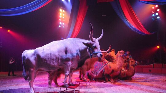 Tiere im Zirkus Charles Knie - Startseite - Rhein-Zeitung