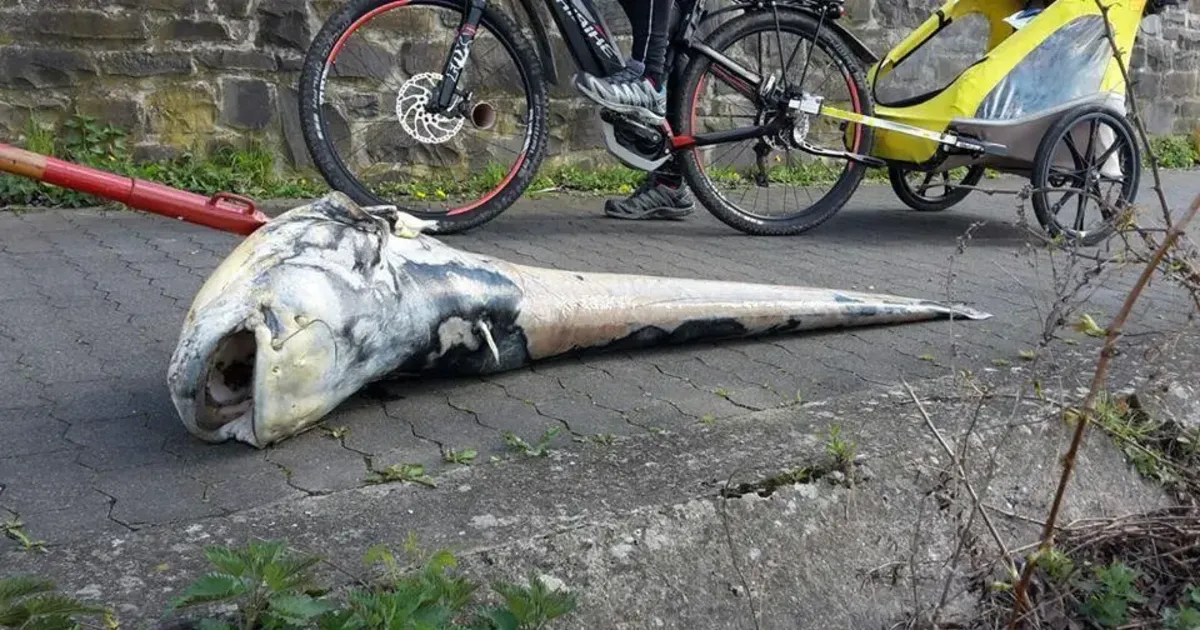 Einsatz bei Urbar: Feuerwehr zieht Zwei-Meter-Wels aus Rhein - Koblenz ...