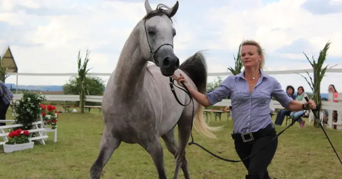 Araber-Show: Vierbeinige Schönheiten präsentieren sich bei Kauber ...