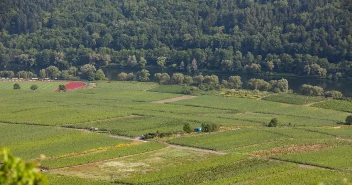 Marina Weingarten: Fortgang ist ungewiss - Kreis Cochem-Zell - Rhein ...