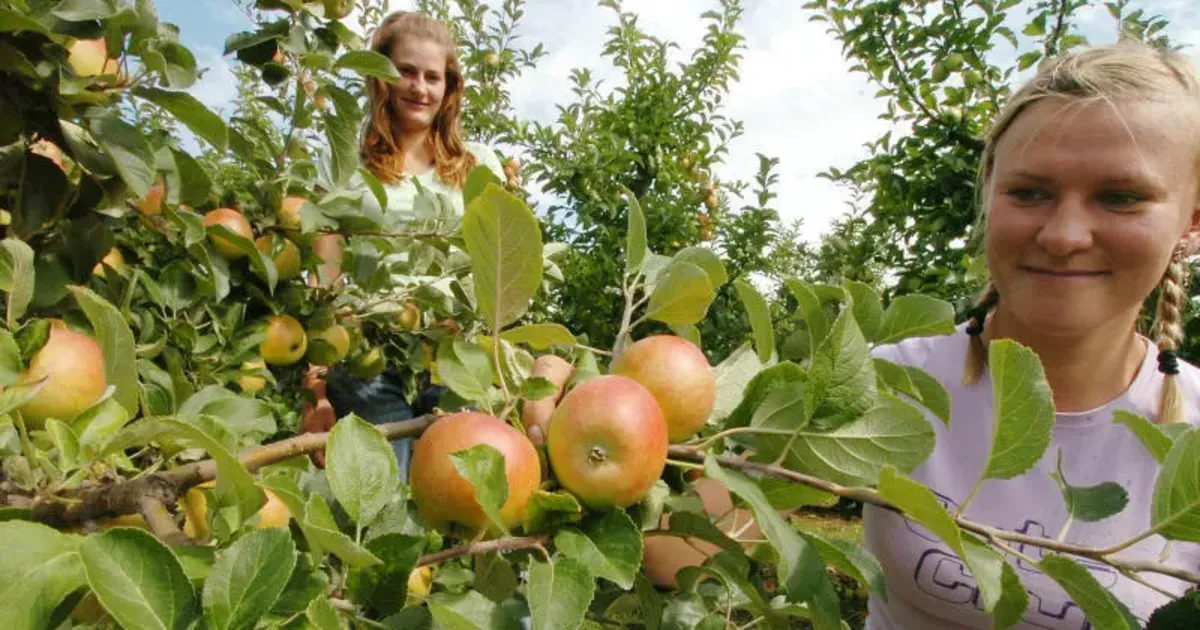 Obstanbau: Wetterextreme verhageln die Apfelernte - Kreis Ahrweiler - Rhein-Zeitung