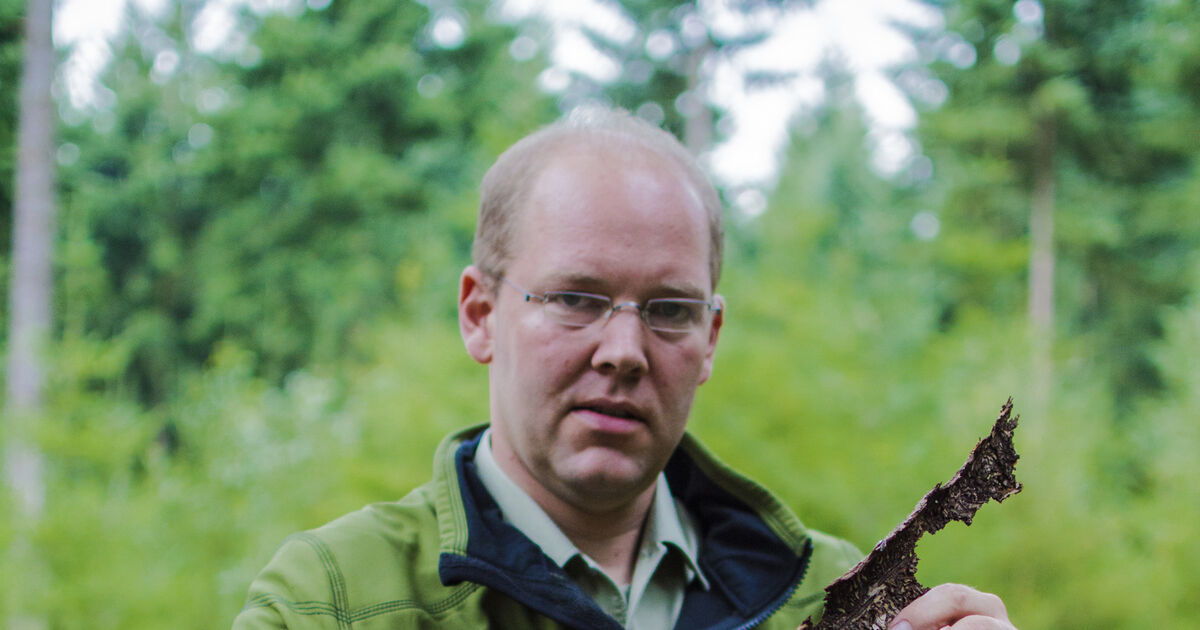 Forst Borkenkäfer befällt Wälder - Revierförster müssen schnell handeln ...