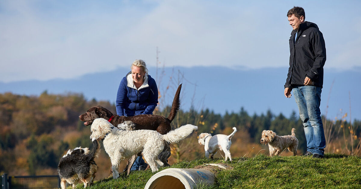 Vierbeinerhotel "The Animal Heights" in Waldesch - Koblenz & Region ...