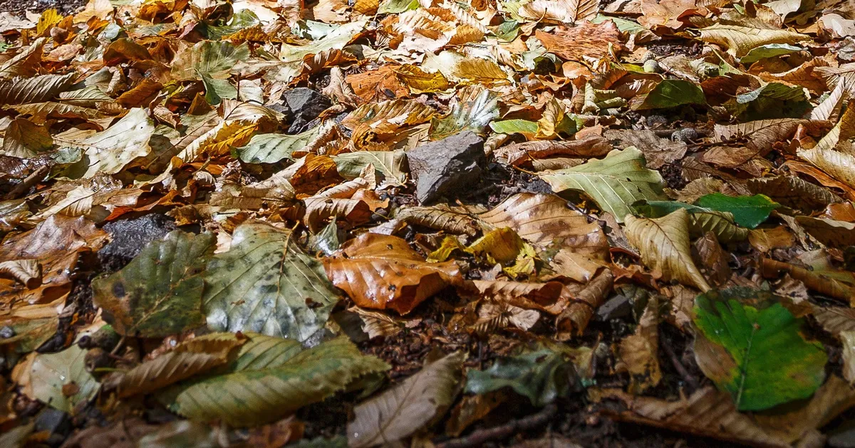 Wetter Wassermangel macht vielen Bäumen arg zu schaffen - Konsequenzen werden sichtbar sein ...