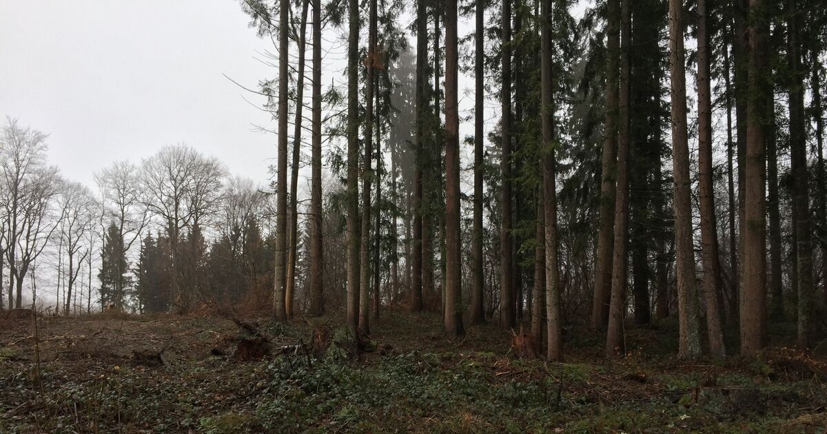 Bad Emser Forst muss erhebliche Einbußen einstecken - Revierförster ...