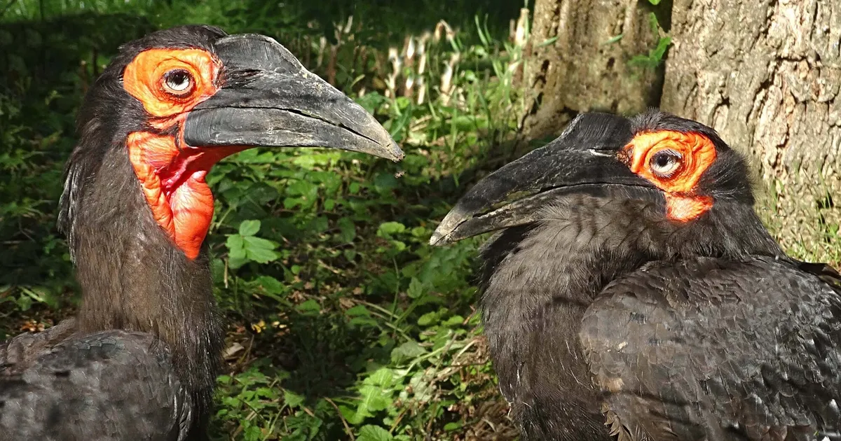 Zoopfleger können entflogenen Hornraben unversehrt wieder einfangen ...