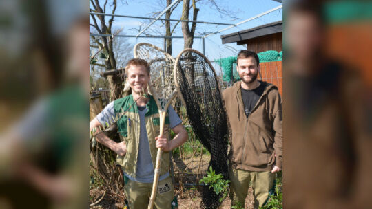 Zoopfleger können entflogenen Hornraben unversehrt wieder einfangen ...