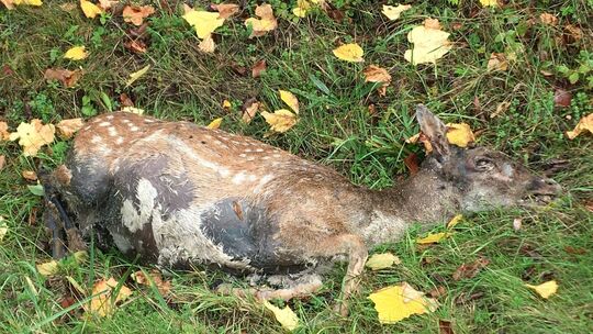 Wie eine Wanderin aus Hamburg ihr Bemühen um eine Entsorgung eines ...