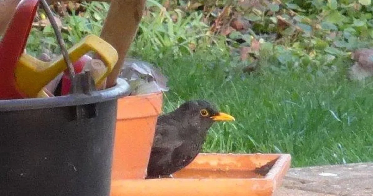 Trockenheit macht auch den Vögeln zu schaffen: Wasserschalen schaffen Abhilfe - Nahe-Zeitung ...