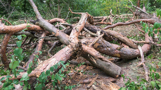 Der fehlende Regen setzt Wald und Tieren in Rheinland-Pfalz zu - Flusspegel nähern sich ...