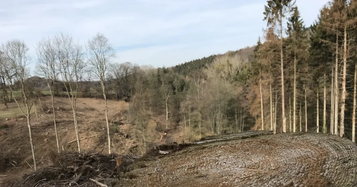 Borkenkäfer und Trockenheit: Im Bad Emser Wald lebt keine Fichte mehr - Rhein-Lahn-Zeitung ...