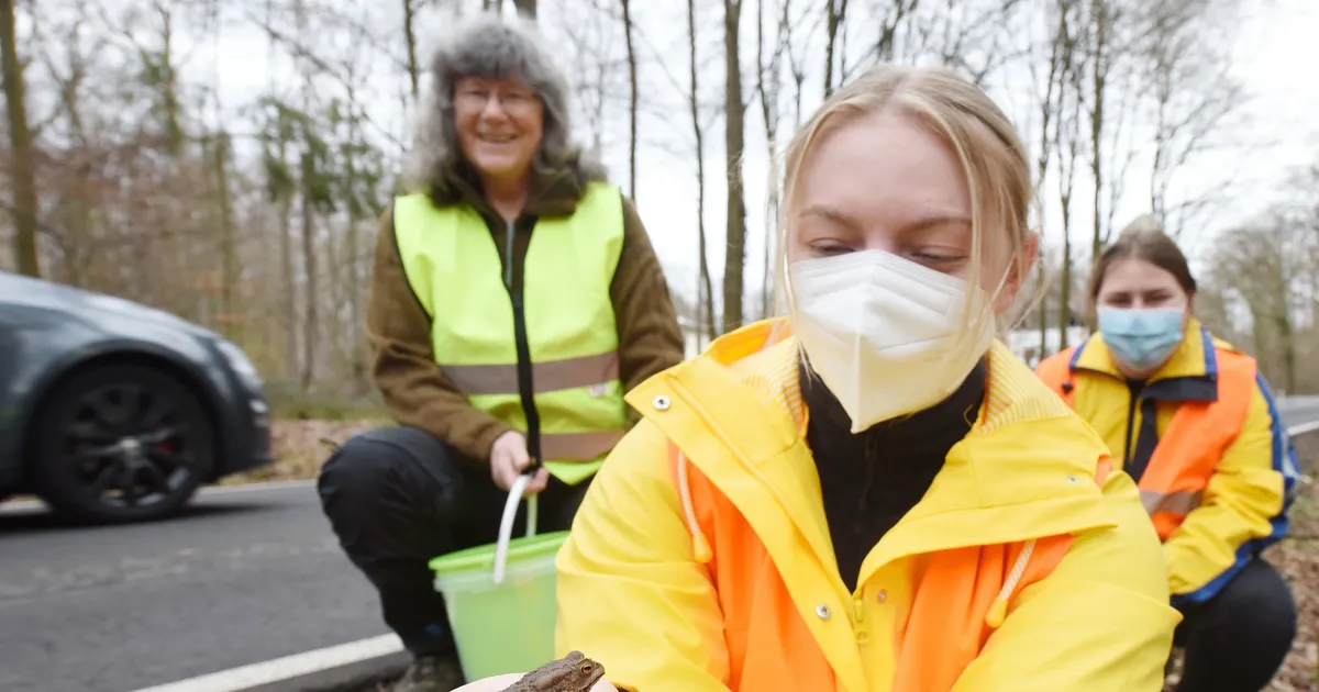 Lotsen für Kröten, Frösche und Molche: Schutz der Amphibien wichtig für ...