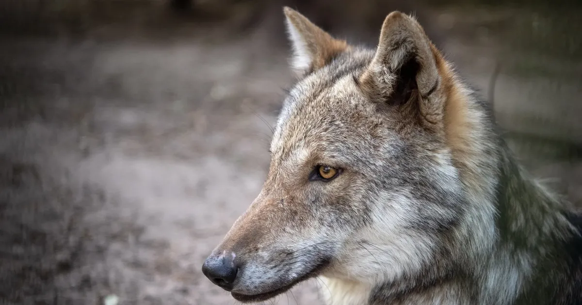 Kluwo: GW1896 war aktiv: Wolf mit Appetit auf Nutztiere: Rüde GW1896 ...