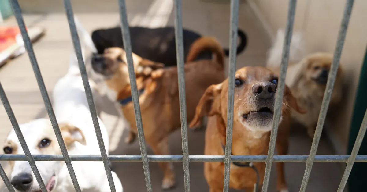 Ruhe vor dem Sturm? Noch bleiben viele Halter ihren Corona-Tieren treu ...