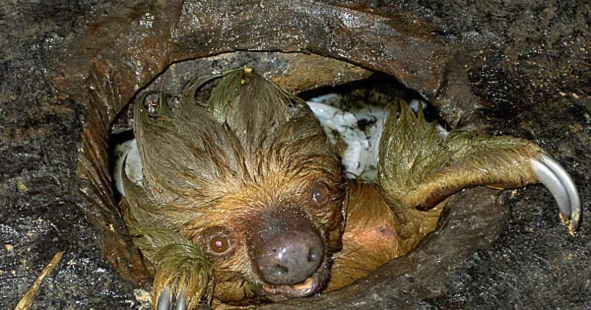 Faul- und Stinktier: Forscher entdecken Faultiere in der Latrine Peru ...