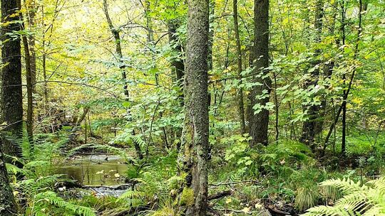UCB-Wissenschaftler erarbeiten mit VG Gewässermanagement für Bach im ...