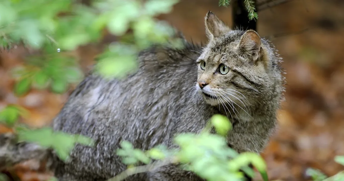Artenschutz: Die Wildkatze schleicht auch in unseren Wäldern - Kreis ...