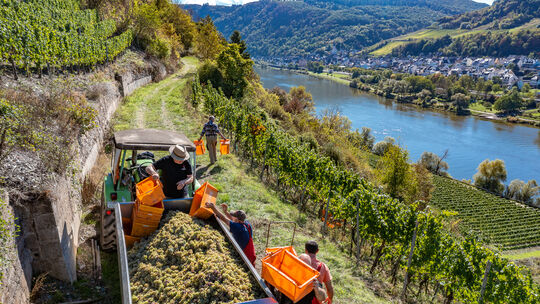 Weinernte fällt an der Mosel durchwachsen aus - Burgundersorten kommen ...