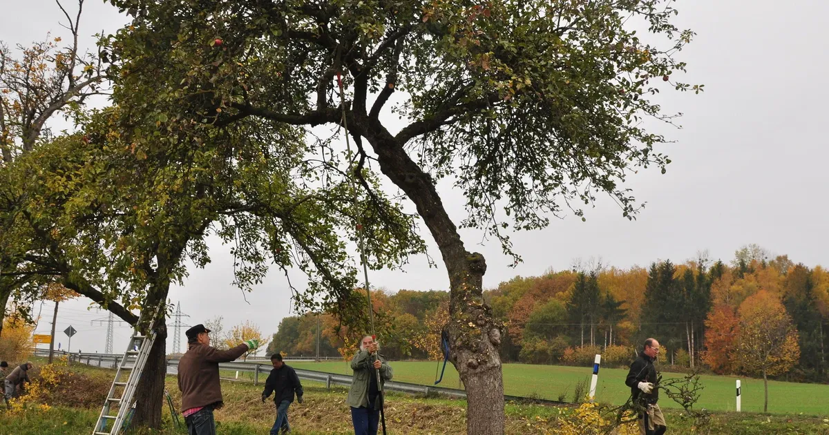 Hundsangen: Helfende Hände für Obstbaumpflege gesucht - Westerwälder Zeitung - Rhein-Zeitung