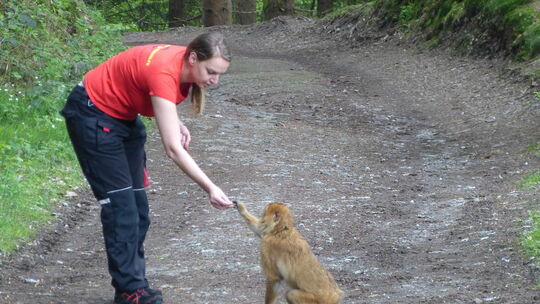 Ein ausgerissener Berberaffe hält seit Tagen die Mitarbeiter des ...