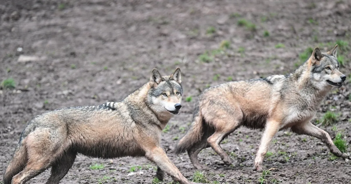 Julian Sandrini, Leiter des Kluwo, geht davon aus, dass noch zwei Tiere ...