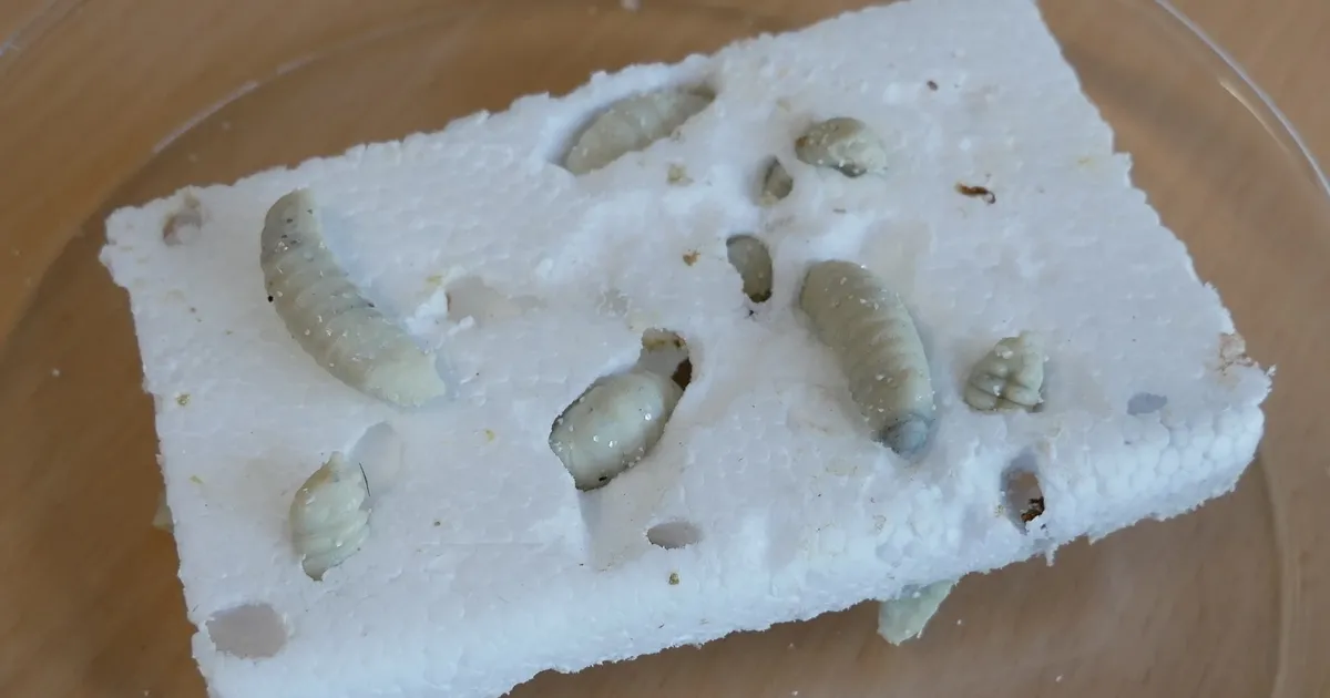 Wie Larven aus Plastikmüll Protein und Fette produzieren: Mons Tabor ...