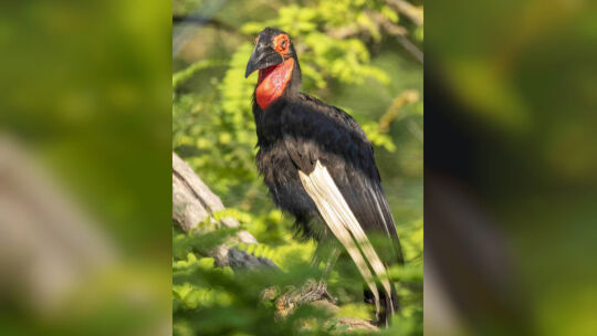 Familie im Neuwieder Zoo hat sich erneut vergrößert : Nachwuchs im ...