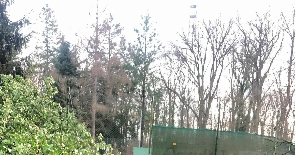 Diezer Stadtwald Hain: Baum blockiert Spazierweg - Rhein-Lahn-Zeitung ...