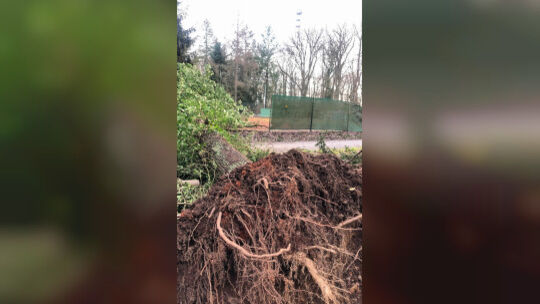 Diezer Stadtwald Hain: Baum blockiert Spazierweg - Rhein-Lahn-Zeitung ...