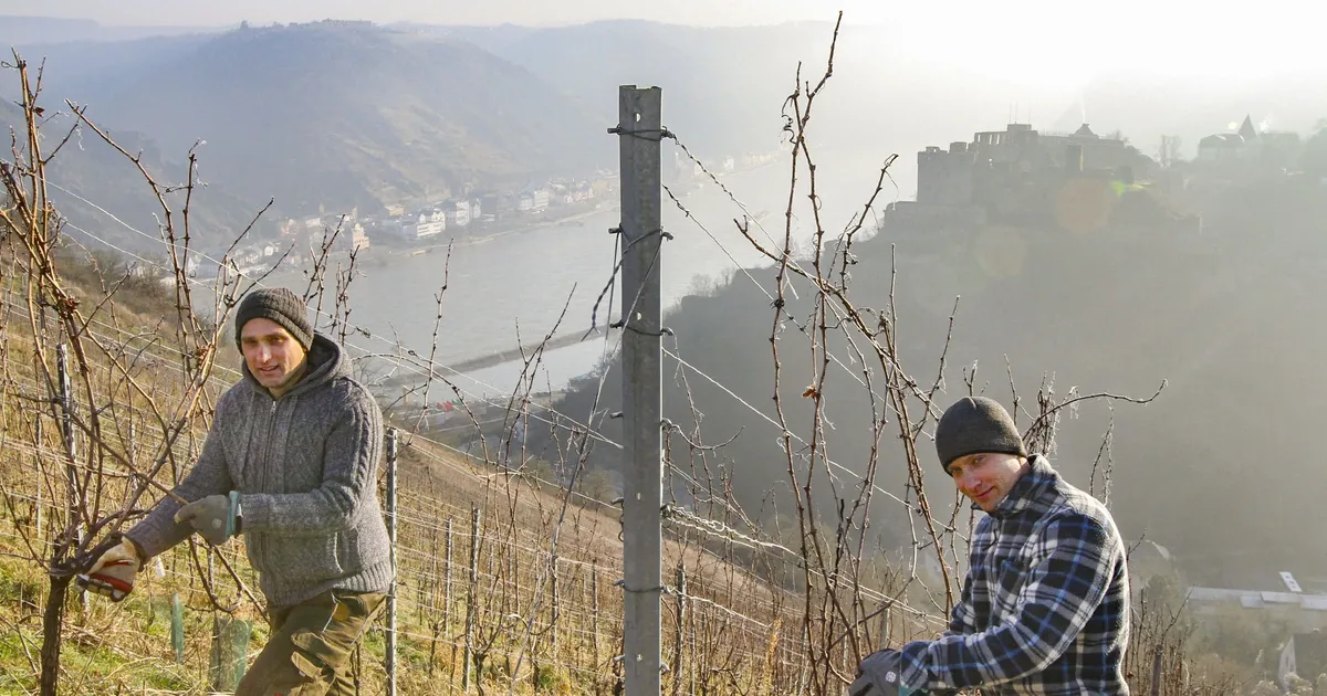 Vollmundige, fruchtige Weine reifen durch sorgfältige Selektion des ...