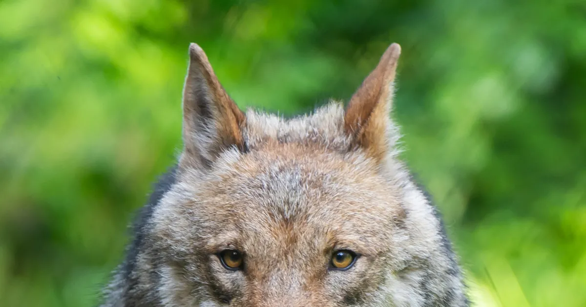 Individualisierung steht laut Kluwo in beiden Fällen noch aus: Nach DNS ...