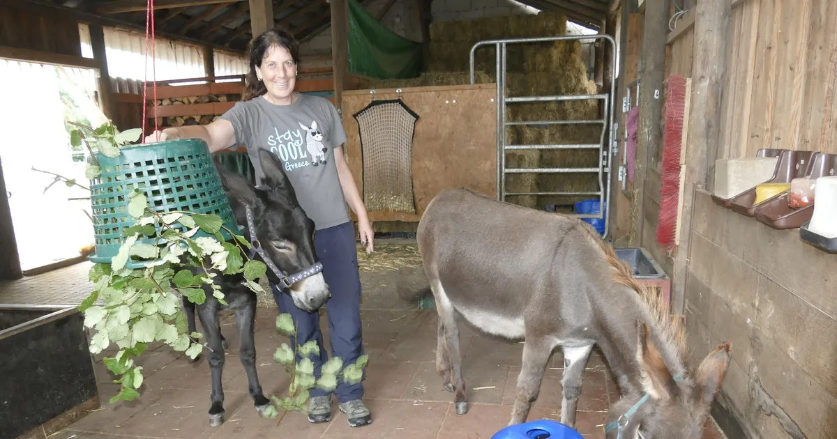 Maja und Moritz bereichern Jutta Schnells Leben: Esel-Duo erobert Hof ...