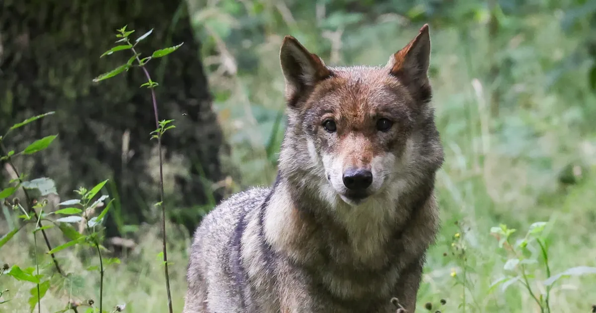 Videoaufnahme dokumentiert: Rüde und Fehe haben Nachwuchs gezeugt ...