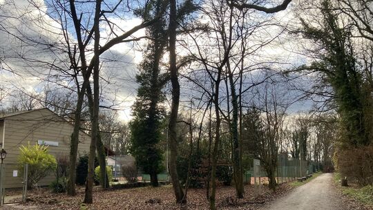 Wirtschaftsplan gebilligt: Diezer Forst plant für 2025 mit einem ...