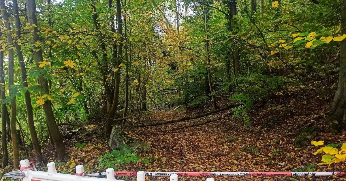 Diezer Forst plant für 2025 mit einem Defizit - Rhein-Lahn-Zeitung ...