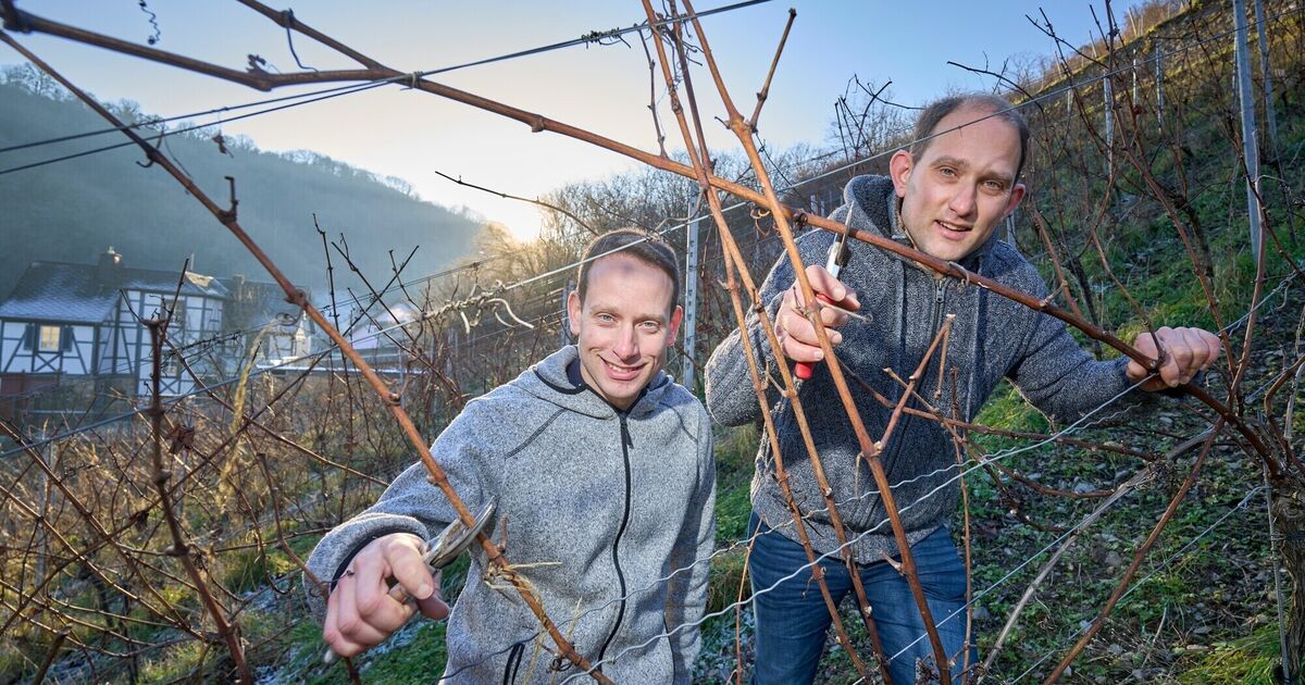 Ökologischer Weinbau: Mit gutem Boden zu mehr Rebenkraft - Rheinland ...