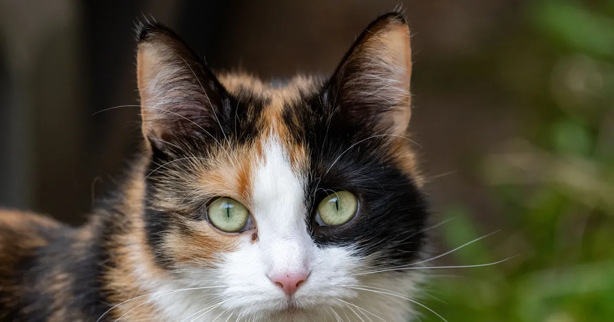 Weg zur Katzenschutzverordnung: Tierschützer und VG Asbach sind sich ...