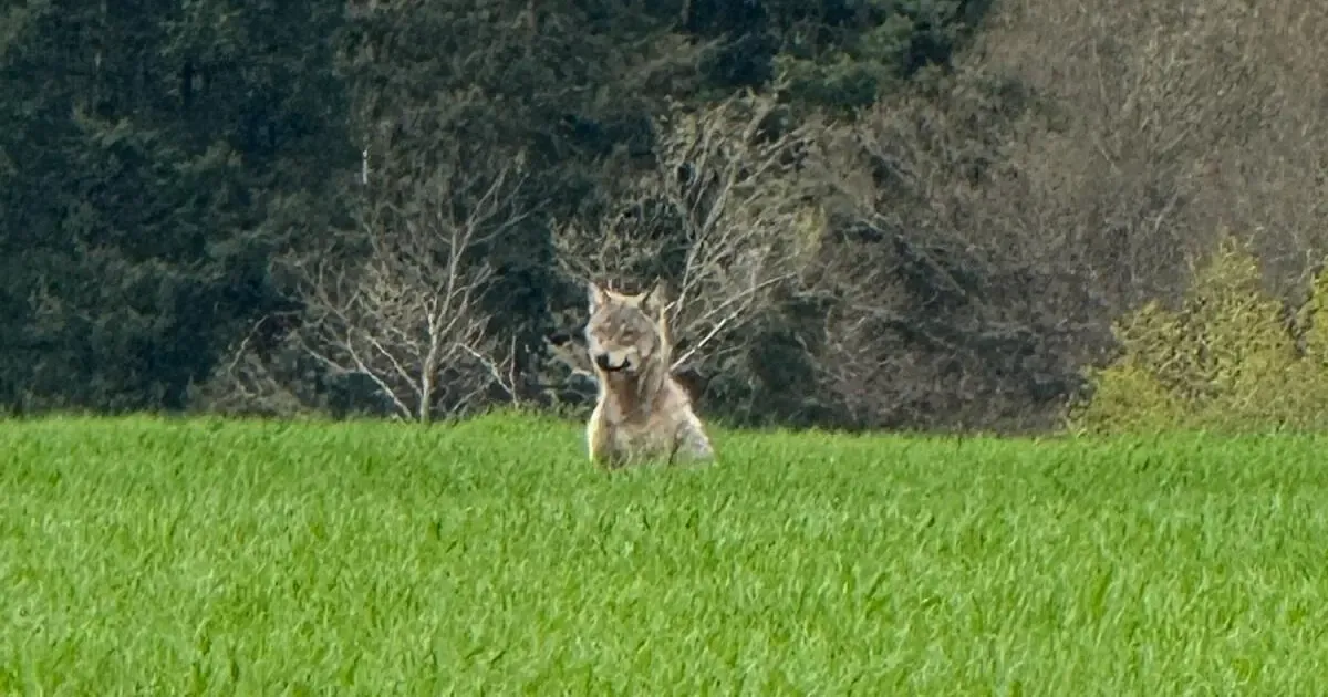 Sichtung von Kluwo aufgenommen: Das Tier in der Eifel war wohl ein ...