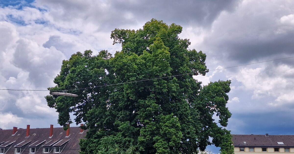 Was wird aus uraltem Baum?: Kasbach-Ohlenberger kämpfen um ihre Linde ...