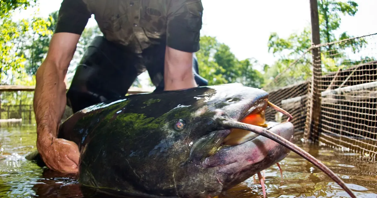 Wels macht Schlagzeilen: In Rhein, Mosel, Saar, Sieg: Welse schwimmen ...