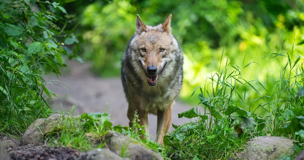Kluwo untersucht jungen Rüden: Totes Tier auf A3 bei Neustadt/Wied war ...