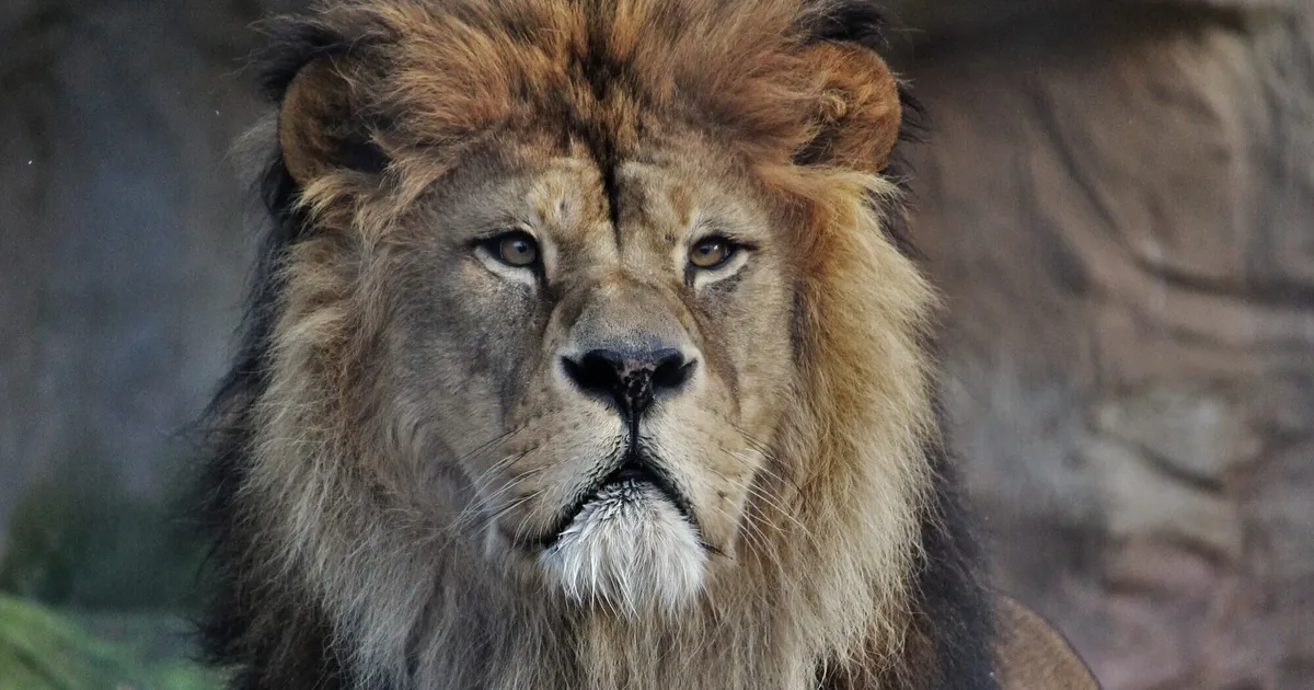 Löwe war Besucherliebling: „Ein super Papa“ – Zoo Neuwied trauert um ...