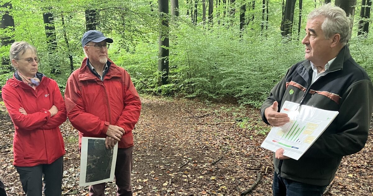 Forstentwicklung im Westerwald: Gute Nachrichten für Wald: Die Buchen ...