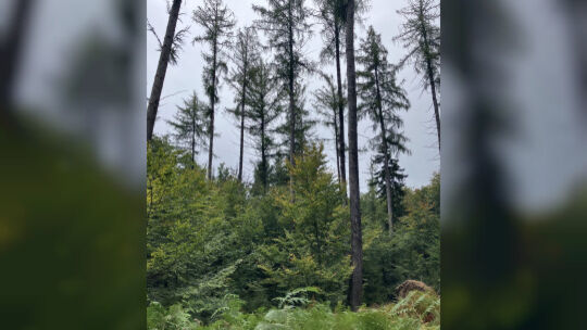 Forstentwicklung im Westerwald: Gute Nachrichten für Wald: Die Buchen ...