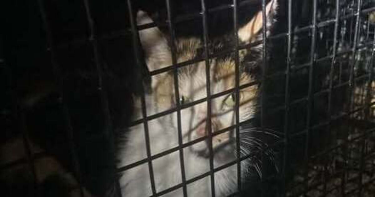 Umspannwerk in Kettig: Gefangen: Katze Lilly nach vier Wochen wieder zu ...