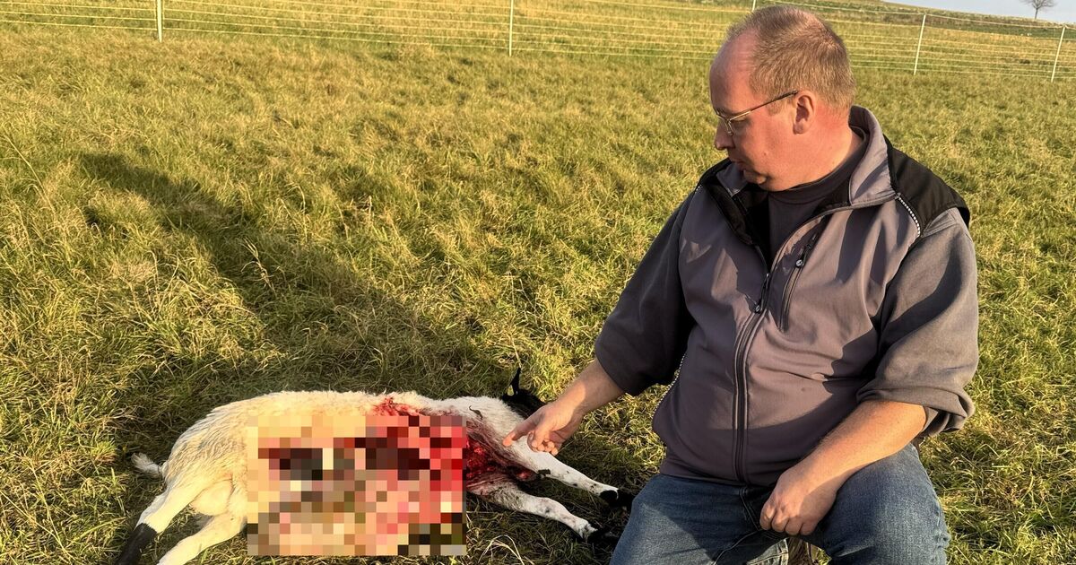 „Sicheren“ Zaun überwunden: Problemwolf hat drei Lämmer in Ingelbach ...