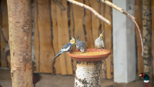 Die schönsten Bilder aus dem Klotti-Park im Winter - Kreis Cochem-Zell ...