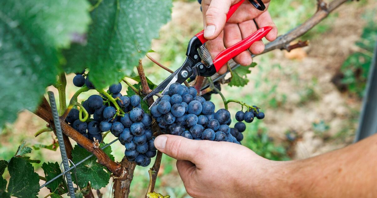 Landwirtschaft: Verband: Deutscher Weinanbau steckt «in historischer ...